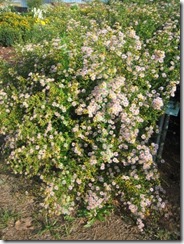 Fall is for Aster — BIG BLOOMERS Flower Farm